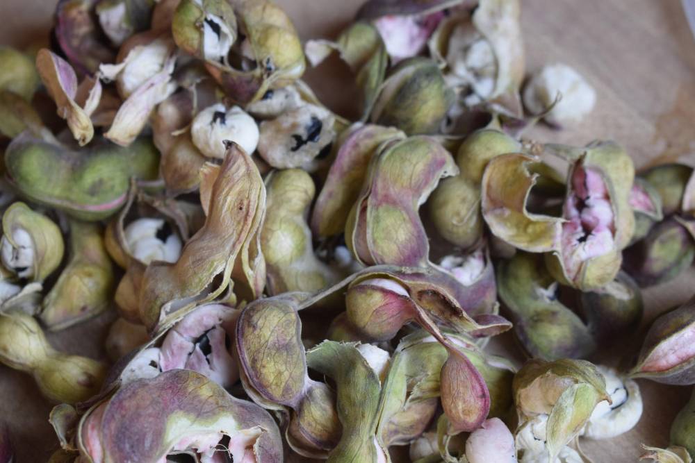 Guamúchil, la fruta silvestre que sostiene a muchas familias