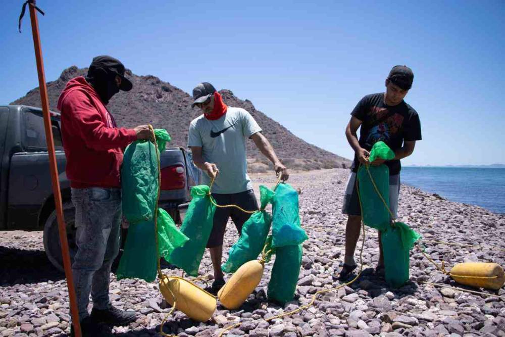 Una cooperativa busca repoblar el callo de hacha y restaurar el Mar de ...
