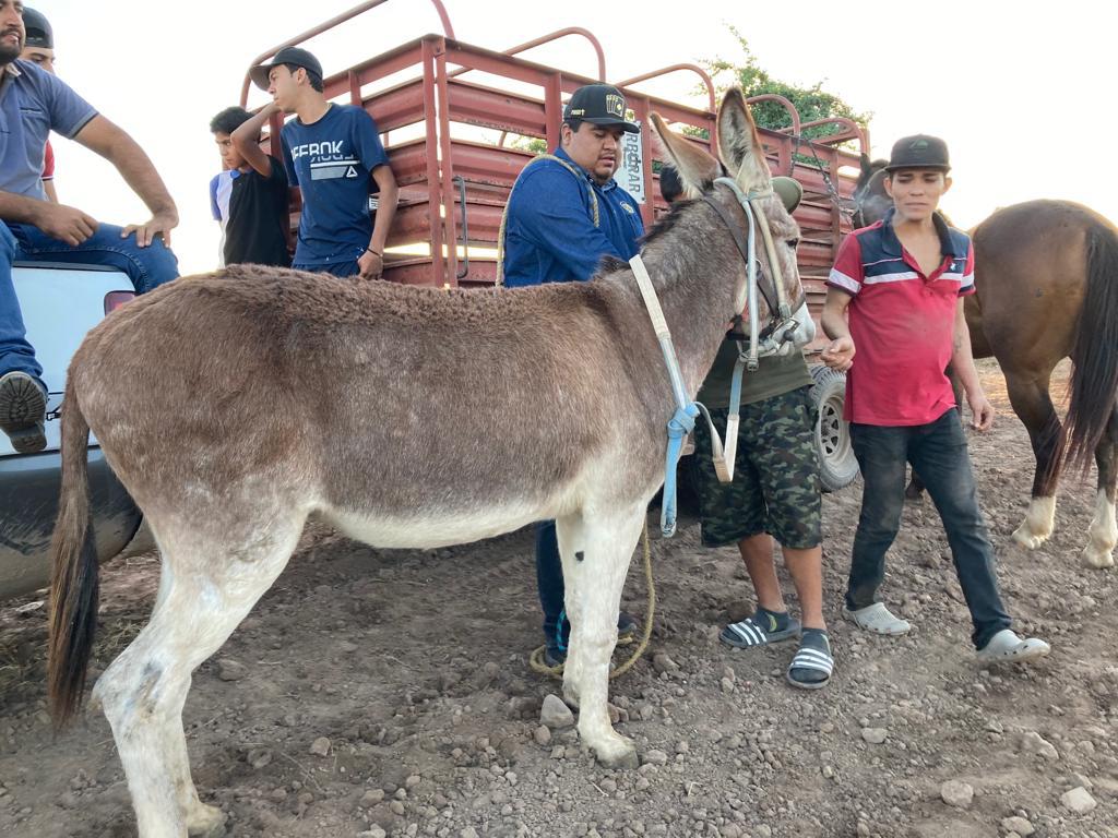 Gana Filemón carrera de los burros en Yebavito, en Navolato
