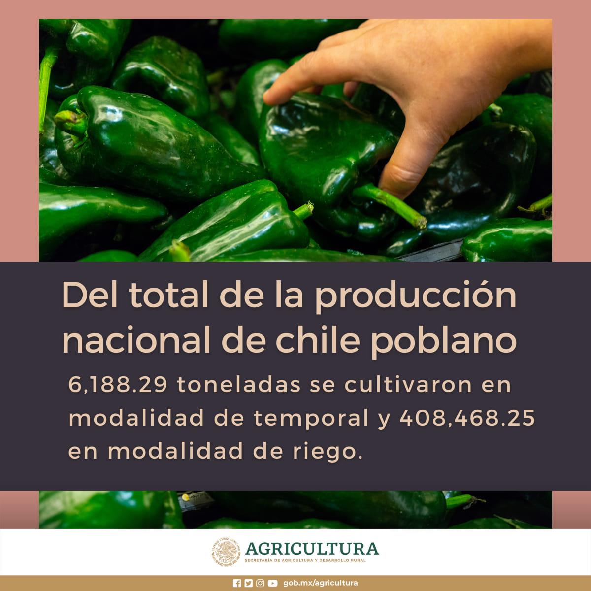 Listos los ingredientes del chile en nogada para acompañar los festejos ...
