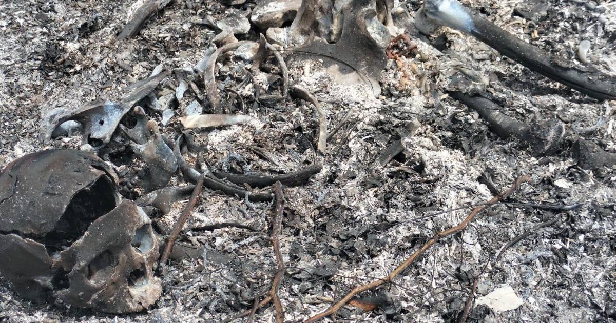 Localizan restos humanos al noroeste de Culiacán
