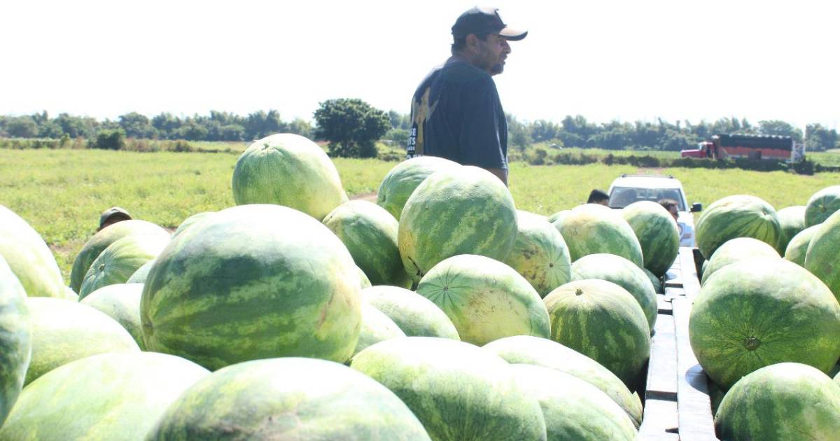Muestran el proceso de la sandía y su ‘examen’ para llevarla de ...