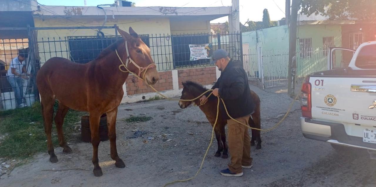 Apoya Protección Civil local a ubicar y capturar a los caballos que ...