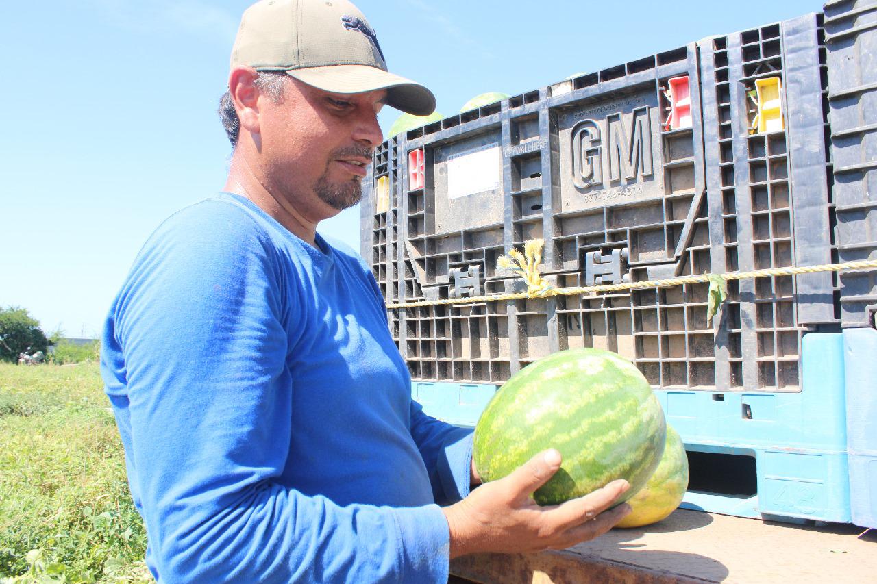 Muestran el proceso de la sandía y su ‘examen’ para llevarla de ...