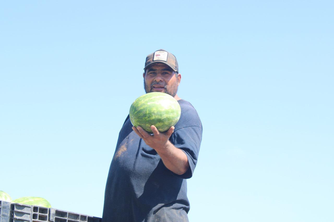 Muestran el proceso de la sandía y su ‘examen’ para llevarla de ...