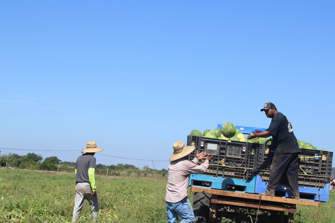 Muestran el proceso de la sandía y su ‘examen’ para llevarla de ...