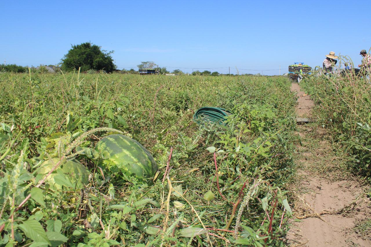 Muestran el proceso de la sandía y su ‘examen’ para llevarla de ...