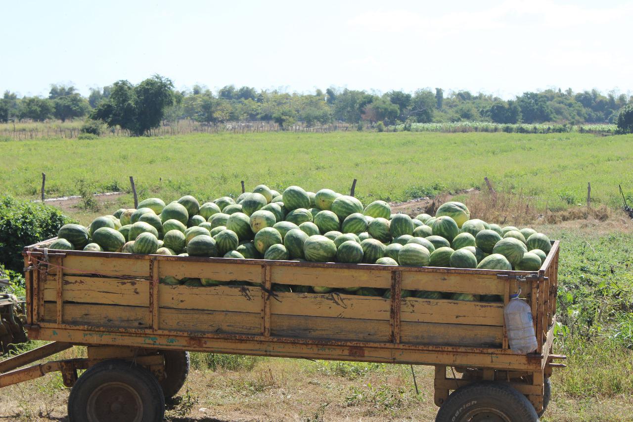 Muestran el proceso de la sandía y su ‘examen’ para llevarla de ...