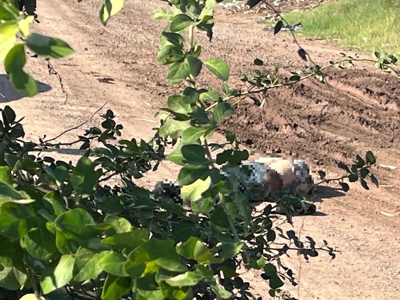 Hallan cuerpo con mensaje amenazante en camino de terracería en Navolato