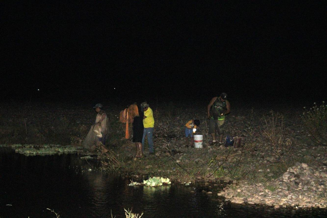 Familias de Rosario aprovechan proliferación de ‘pupos’ en el río Baluarte