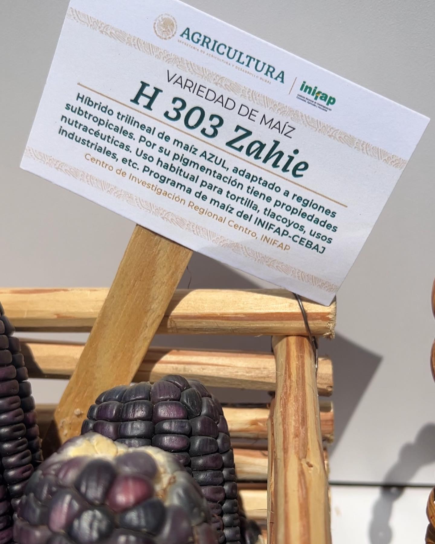 Nueva variedad de maíz azul lleva el nombre de la chef mazatleca Zahie Téllez