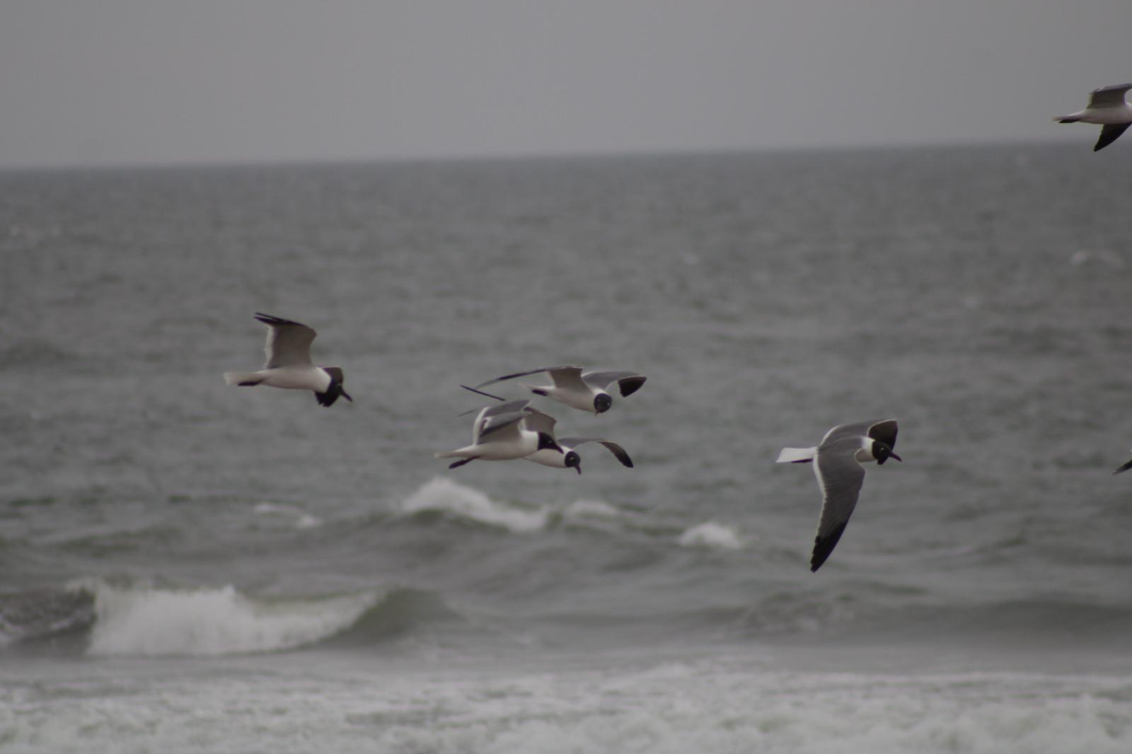 Invitan a reto fotográfico sobre la flora y fauna de Sinaloa