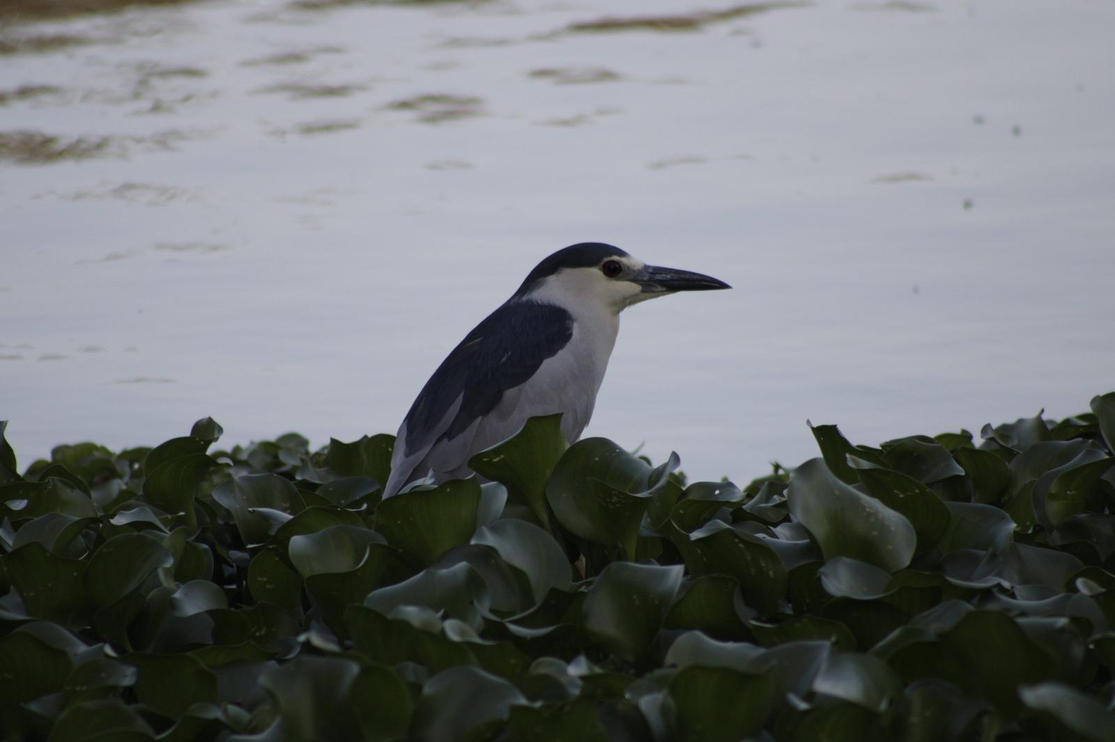Invitan a reto fotográfico sobre la flora y fauna de Sinaloa