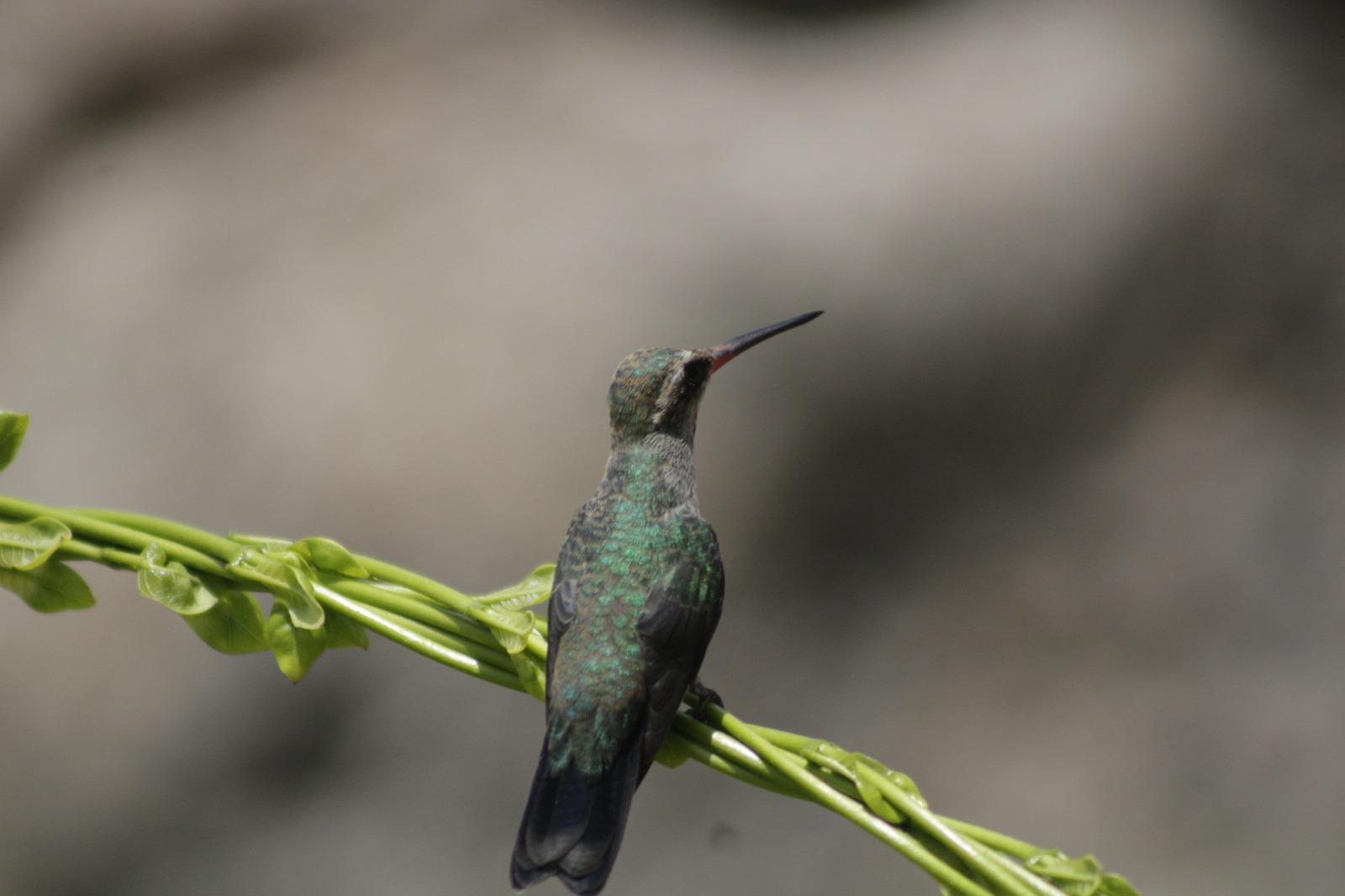 Invitan a reto fotográfico sobre la flora y fauna de Sinaloa