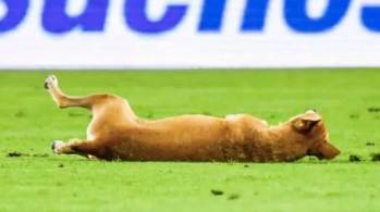 Un perrito roba el show en partido y se vuelve viral como el ‘nuevo ...