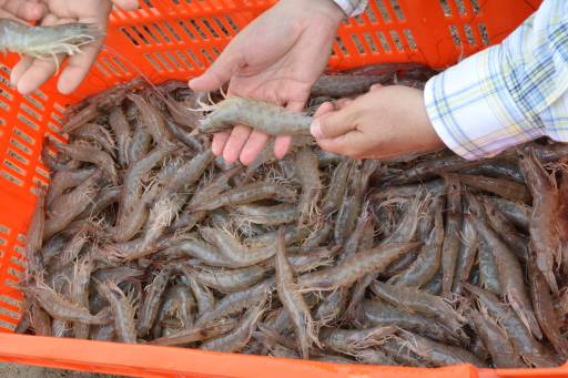 Afirma Conapesca que hay vigilancia para evitar importación ilegal de ...