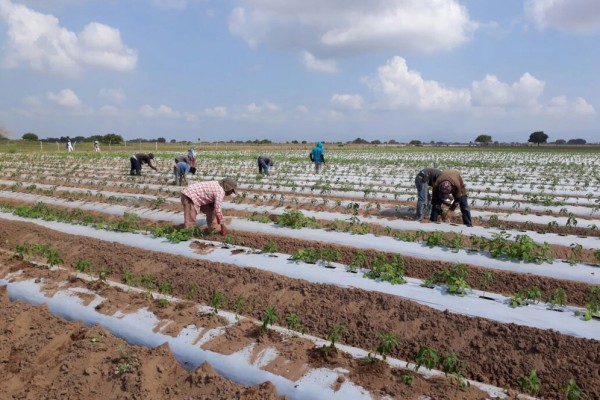 "Se sembrarán 9 mil de 11 mil hectáreas"