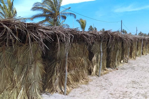 "Llevan el 95% de venta de enramadas"