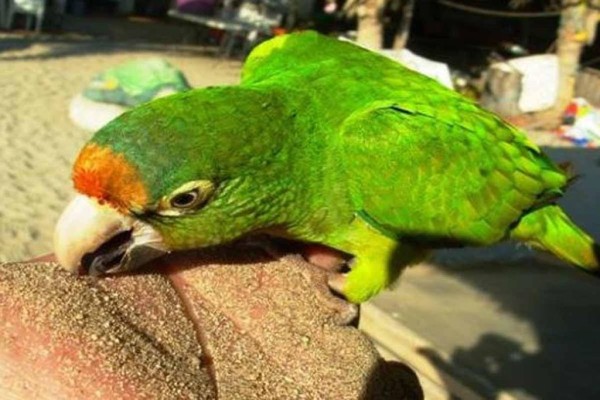 "Decomisan 348 pericos en Rosario"