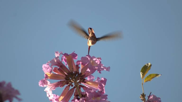 Invitan a reto fotográfico sobre la flora y fauna de Sinaloa