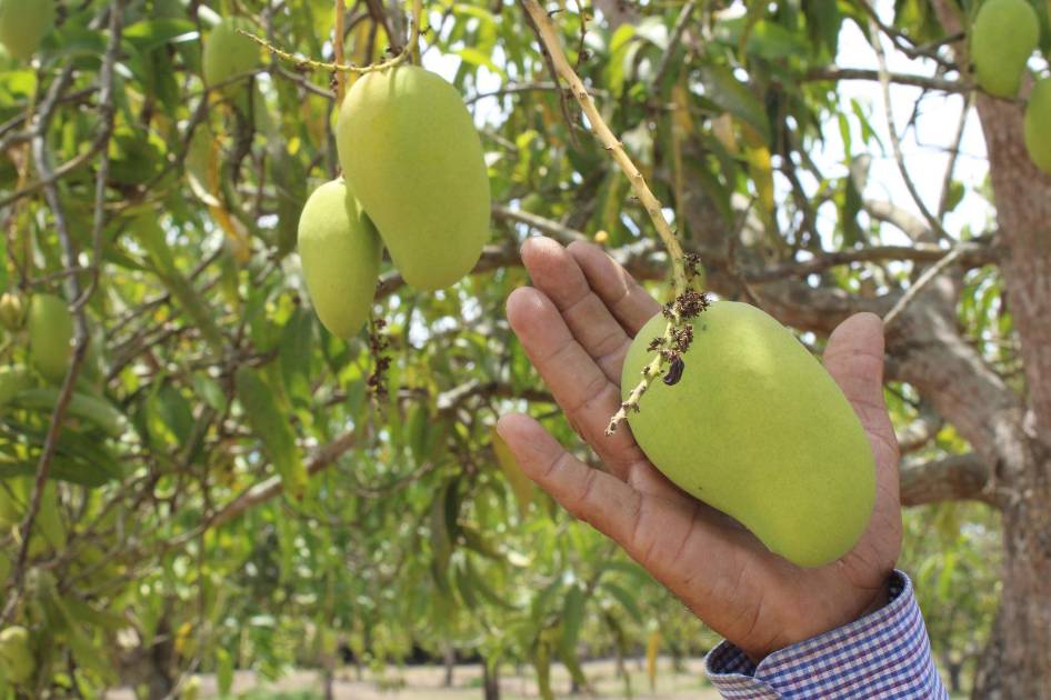 Para mayo, primera producción de mango ataulfo en Escuinapa